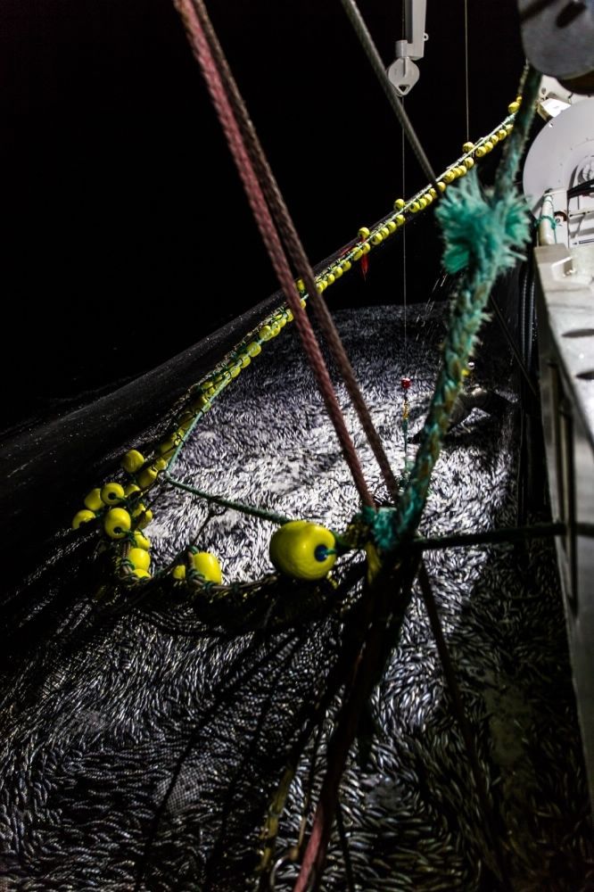 Buque de pesca profesional arrastrero - ROGNE - Karstensens Shipyard Ltd.